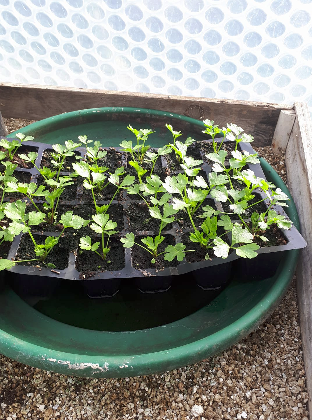 How To Grow A Giant Celery