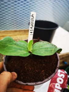 How To Grow A Giant Marrow