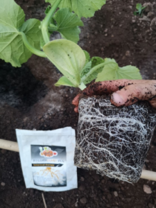 How To Grow A Giant Marrow