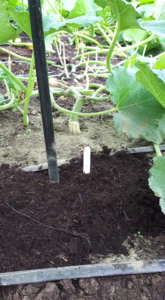 How To Grow A Giant Marrow