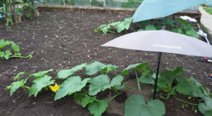 How To Grow A Giant Marrow