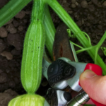How To Grow A Giant Marrow
