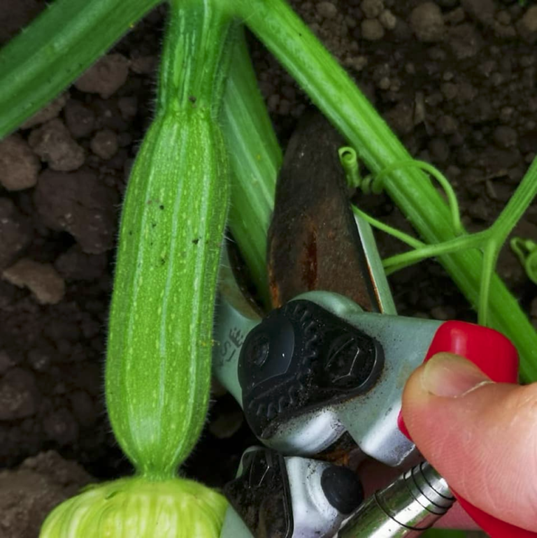 How To Grow A Giant Marrow