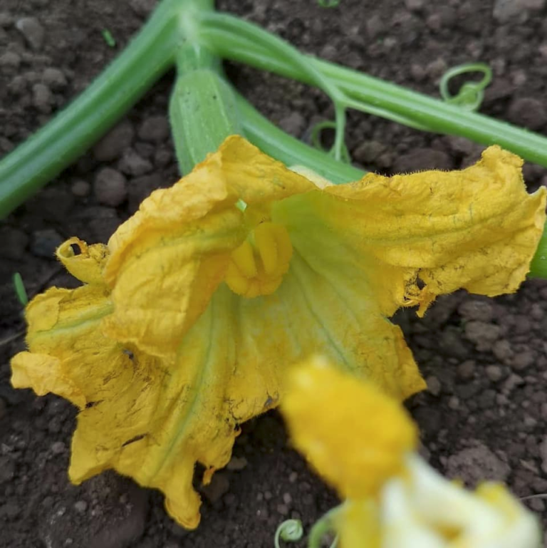 How To Grow A Giant Marrow