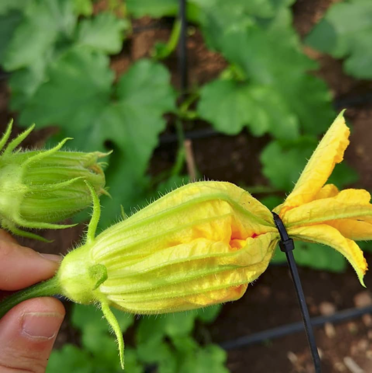 How To Grow A Giant Marrow