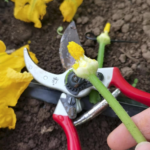 How To Grow A Giant Marrow