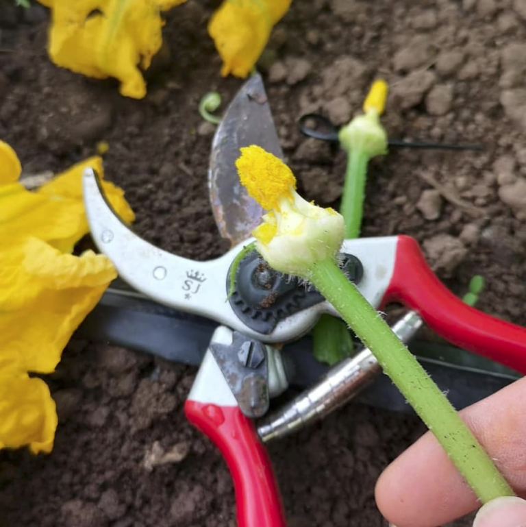 How To Grow A Giant Marrow