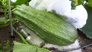 How To Grow A Giant Marrow