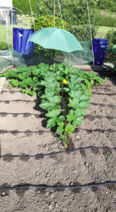 How To Grow A Giant Marrow