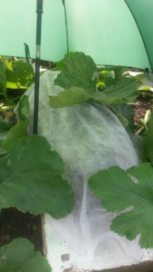How To Grow A Giant Marrow