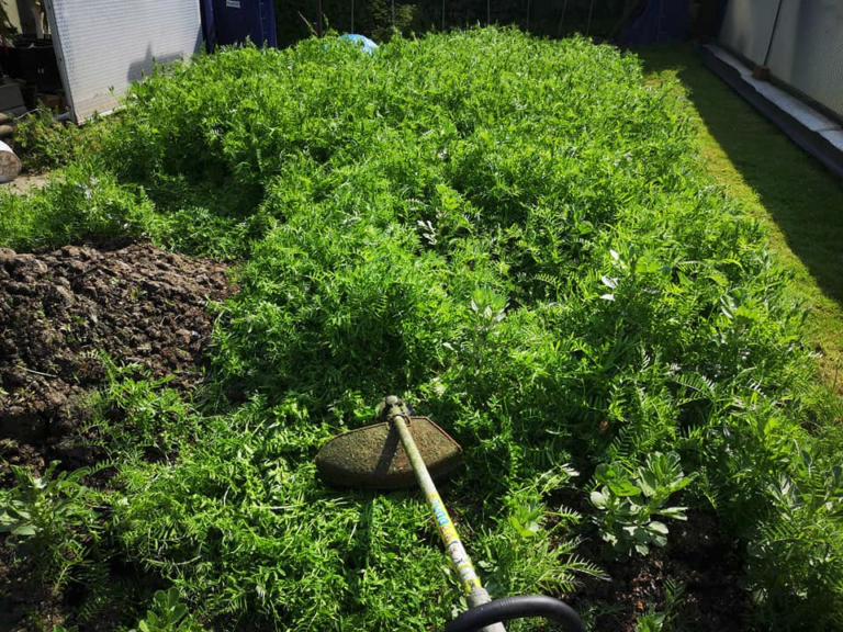 How To Grow A Giant Marrow