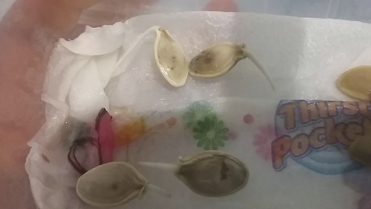 How To Grow A Giant Marrow