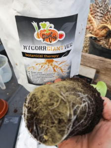 How To Grow A Giant Marrow