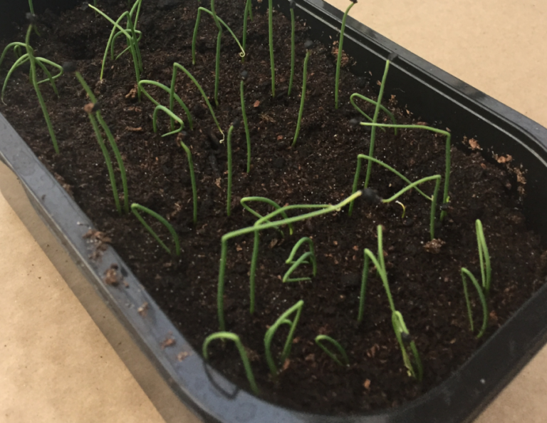 How To Grow A Giant Onion