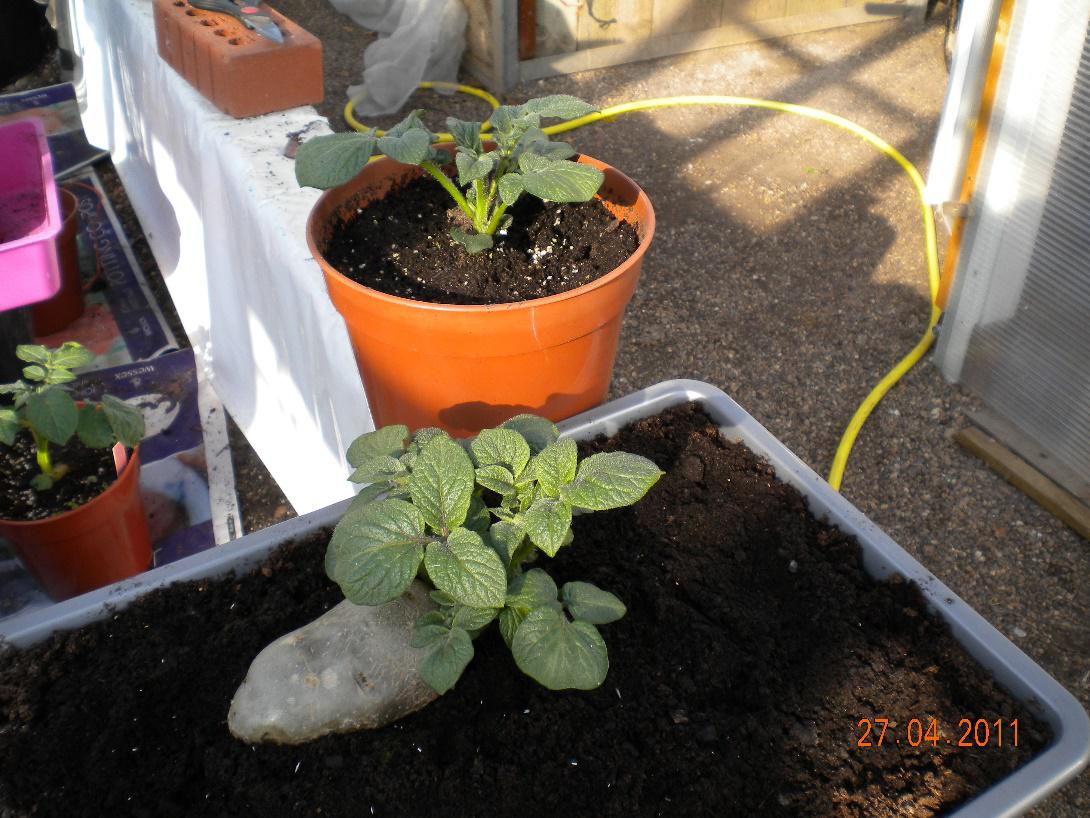 How Did Peter Glazebrook Grow The World’s largest Potato
