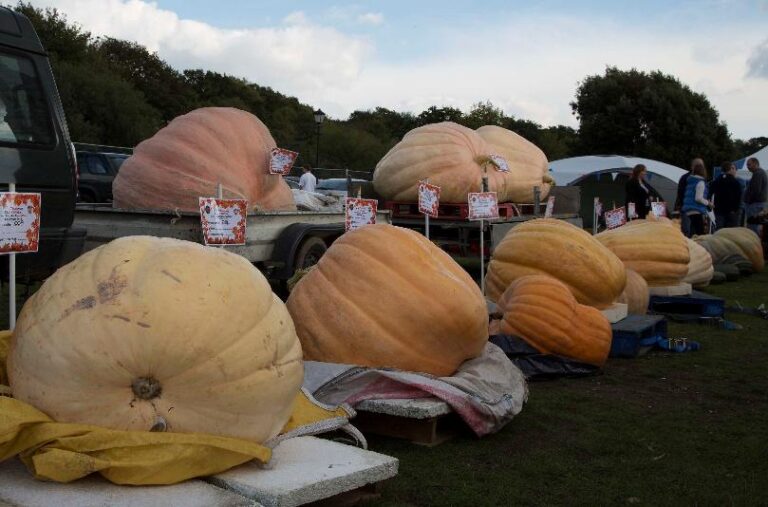 How To Grow A Giant Pumpkin